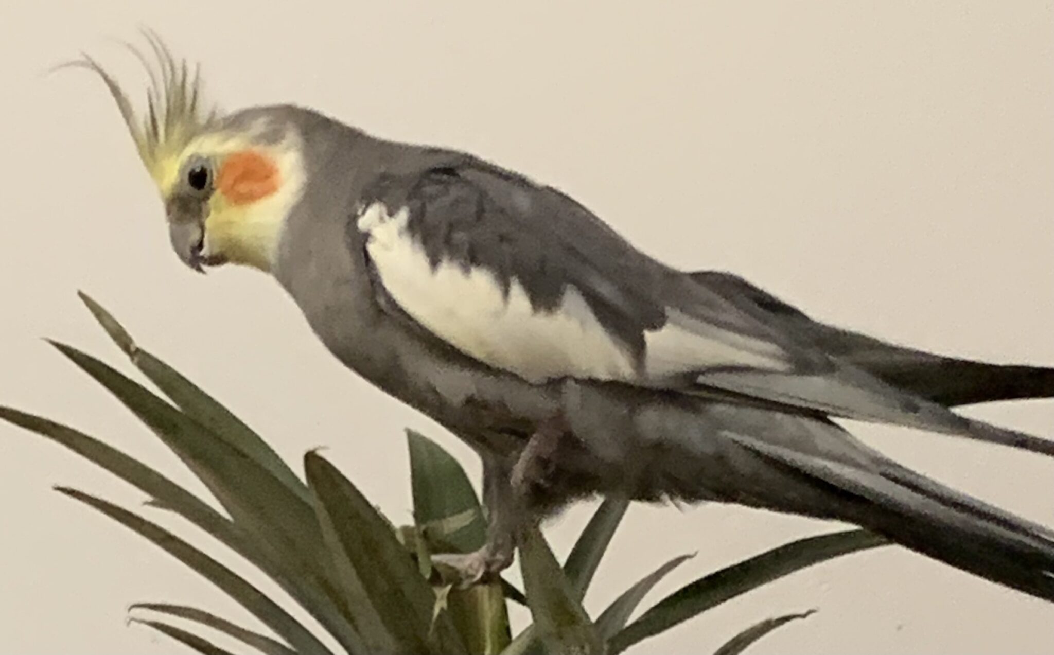 USA MD Silver Spring, Normal gray cockatiel “Pikachu”