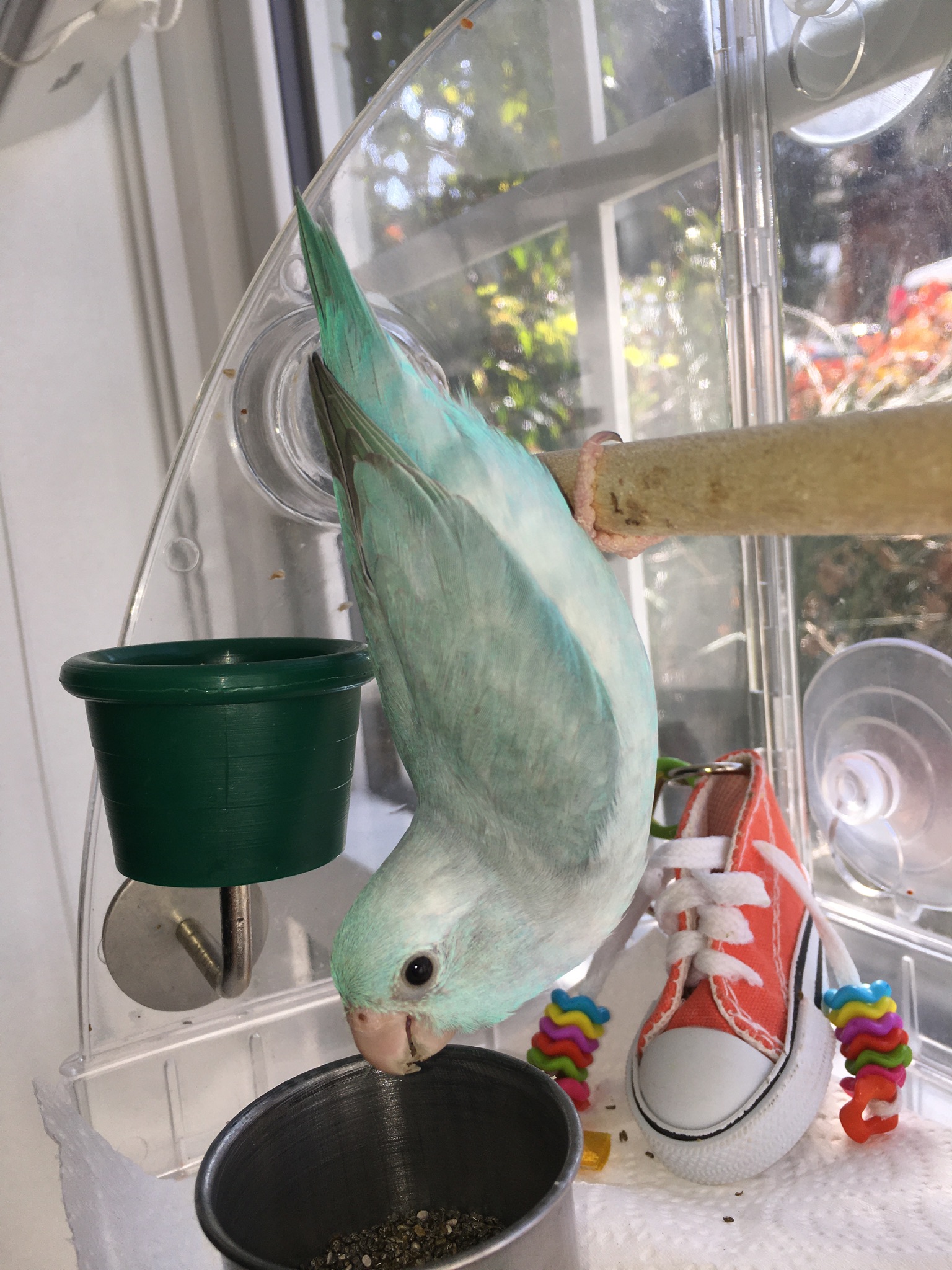 Lost Parrotlet in DC
