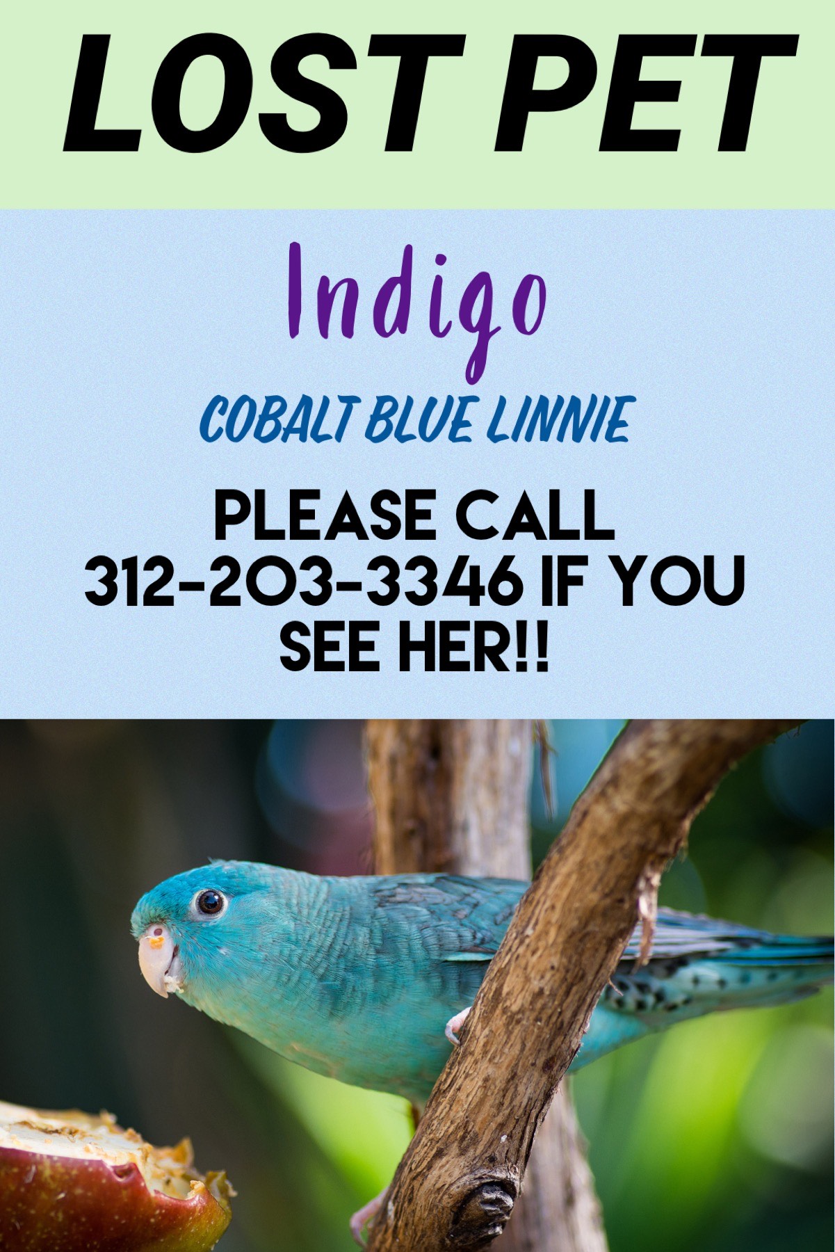 USA IL Willowbrook, turquoise Lineolated Parakeet “Indigo” March 21-21