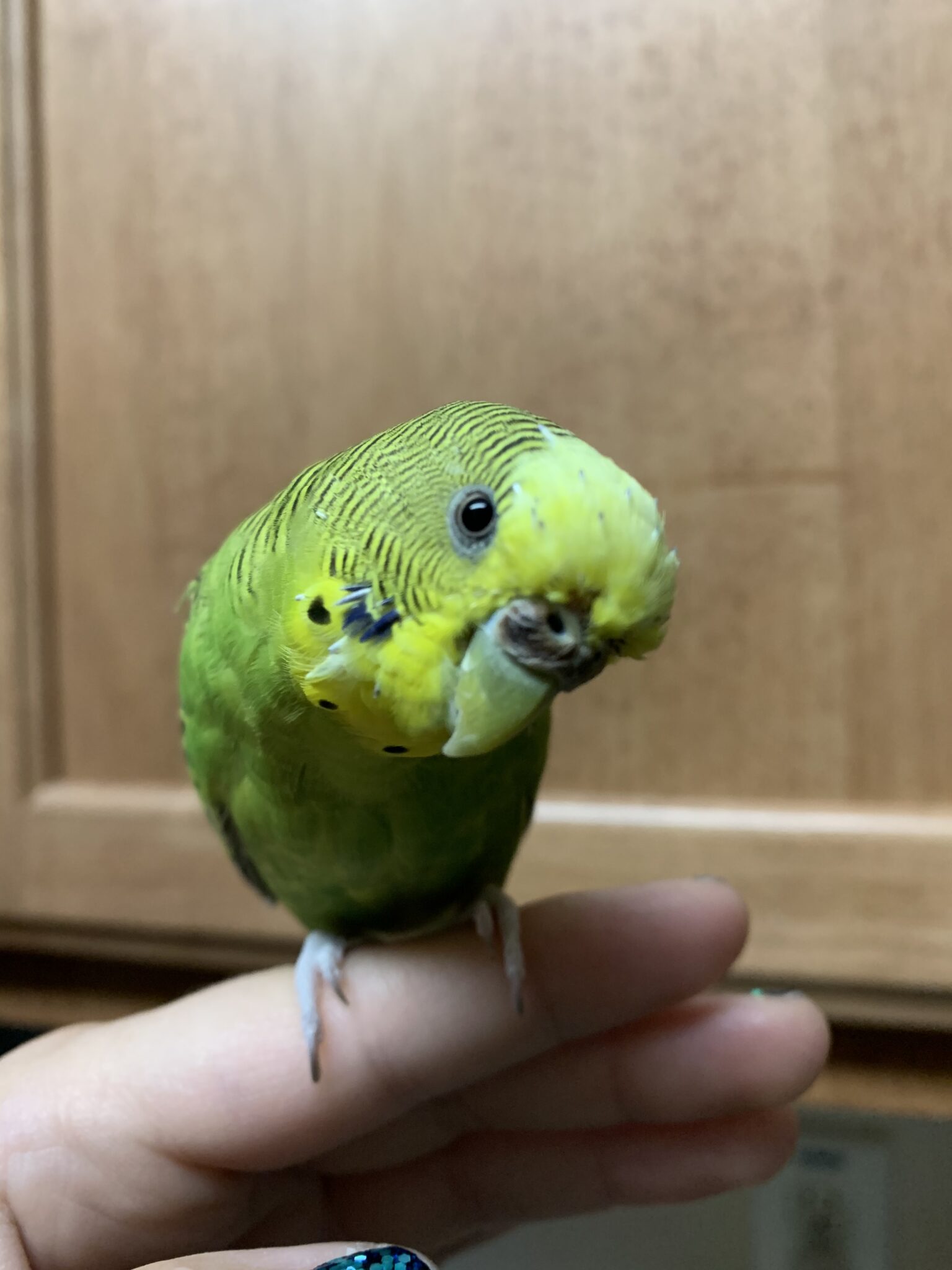 Normal female budgie
