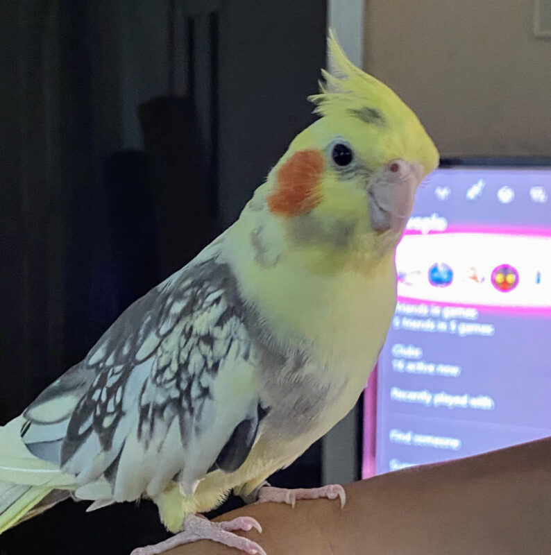 USA CA Martinez, Yellow Pearl Cockatiel ‘Monroe’ March 29,2021