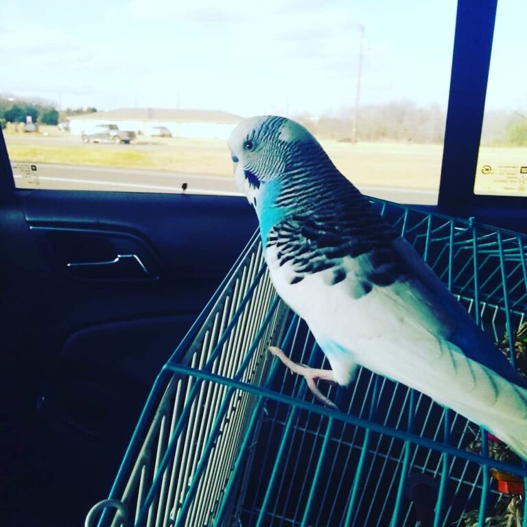 LOST: TX, Quinlan, Parakeet ,”Pebbles” March 10.2021
