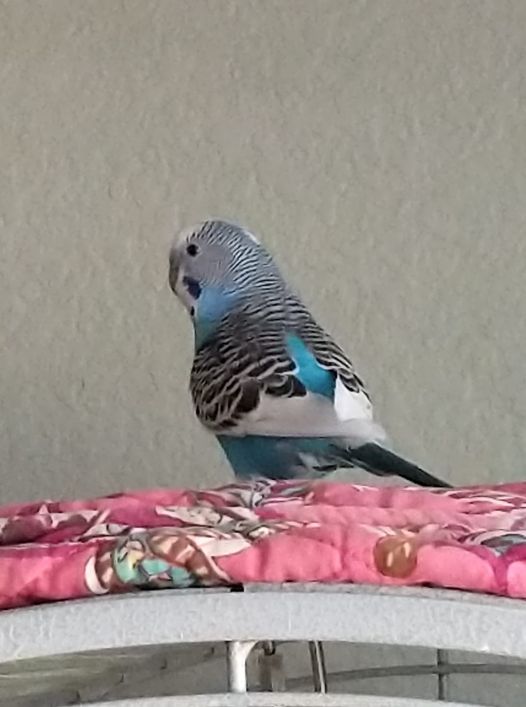 LOST PARAKEET, USA Texas Forney, turquoise parakeet, “Pippin” March 9, 2021