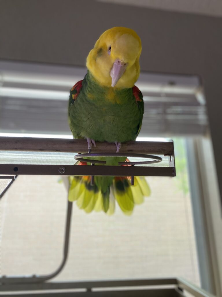 Only USA Texas Houston, Double Yellow headed amazon “Casey” April 2nd 2021