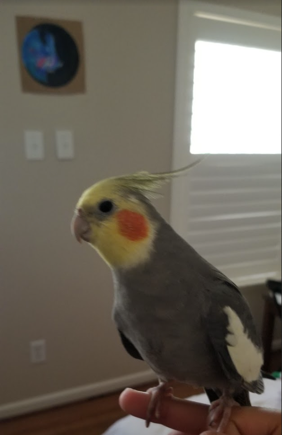 USA TX Katy, Normal Gray Cockatiel ‘Choomie’ April 10-21