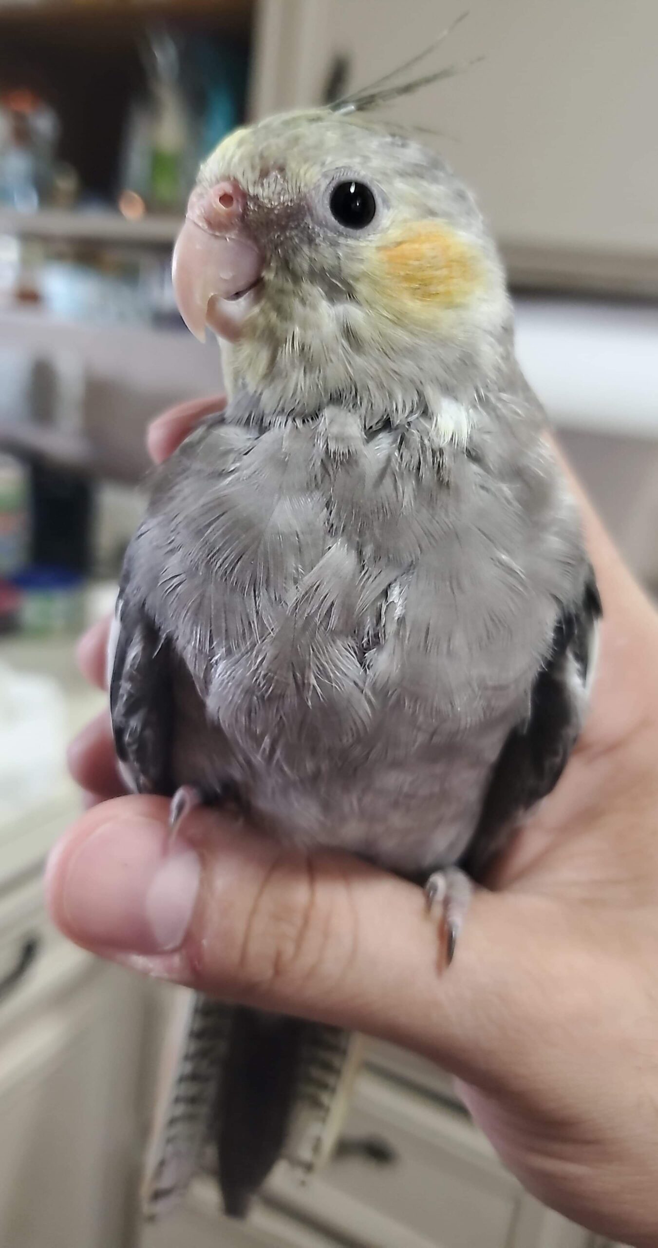 Hobbs, NM Lost Cockatiel May 4th 2021