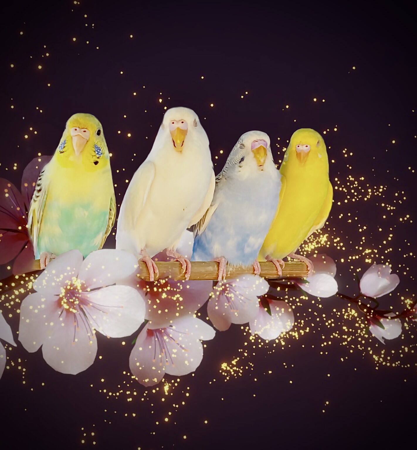 Clearwater Fl, Blue Parakeet, “Bud” , Friday June 18.