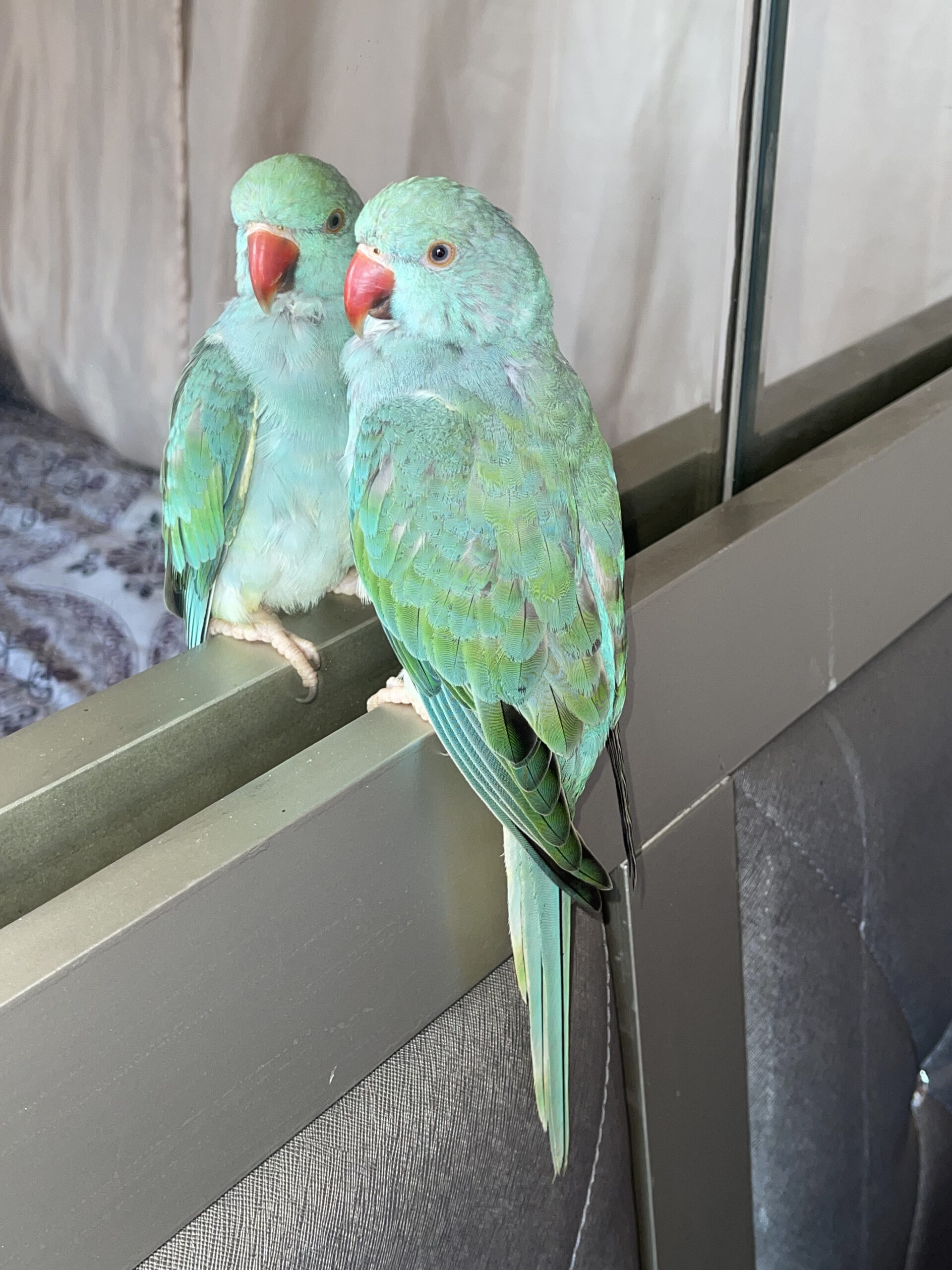 Turquoise Cleartail indian ringneck Lost August 18 2021