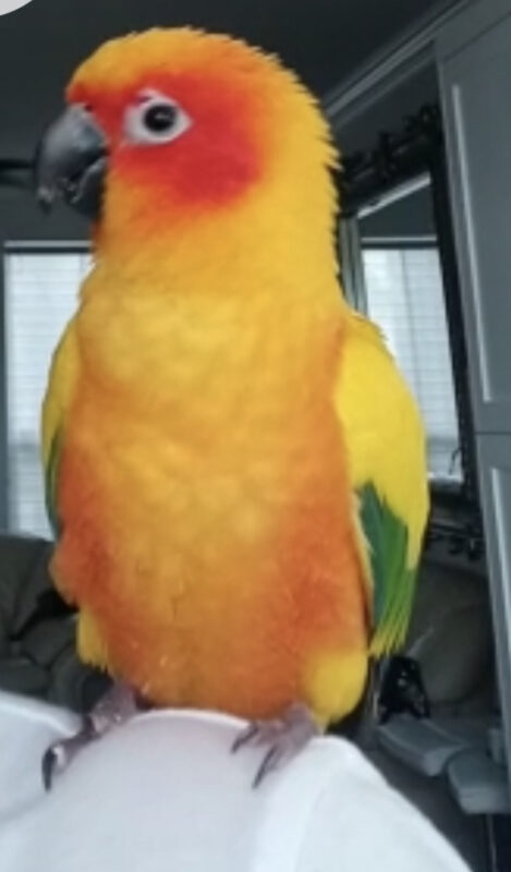Found Nov 04-21 sun conure Weston sunrise Florida