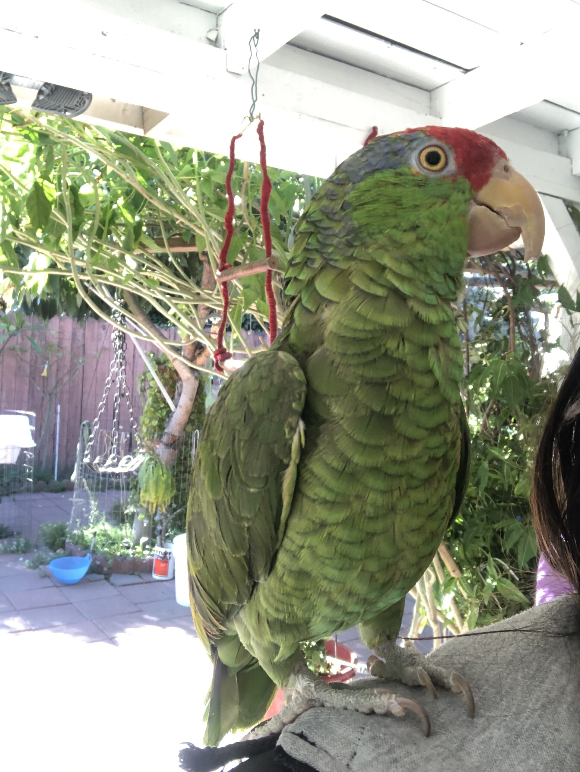 UPDATE: REUNITED!! Red Amazon parrot