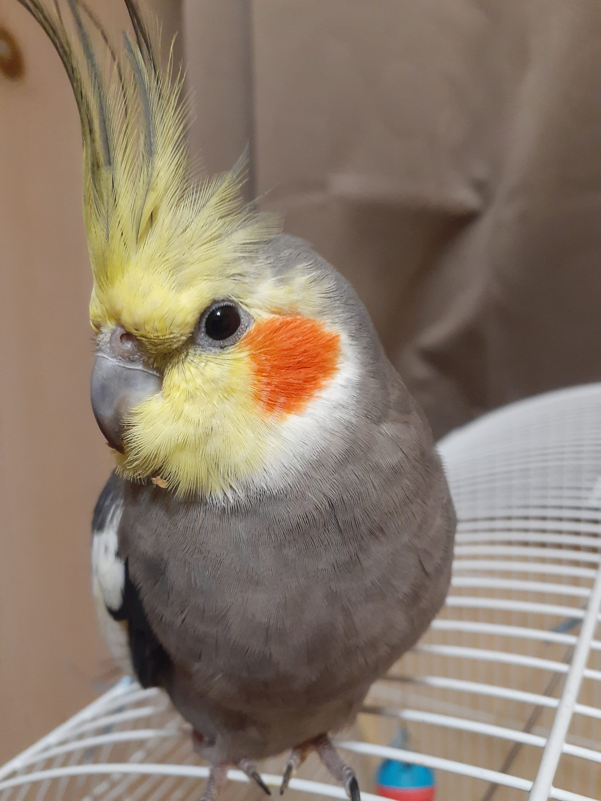 UPDATE: REUNITED! FL HALLANDALE, Normal Gray Cockatiel “Moshi”