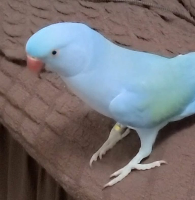 USA CA Los Angeles Ringneck Indian Violet December 26 2021