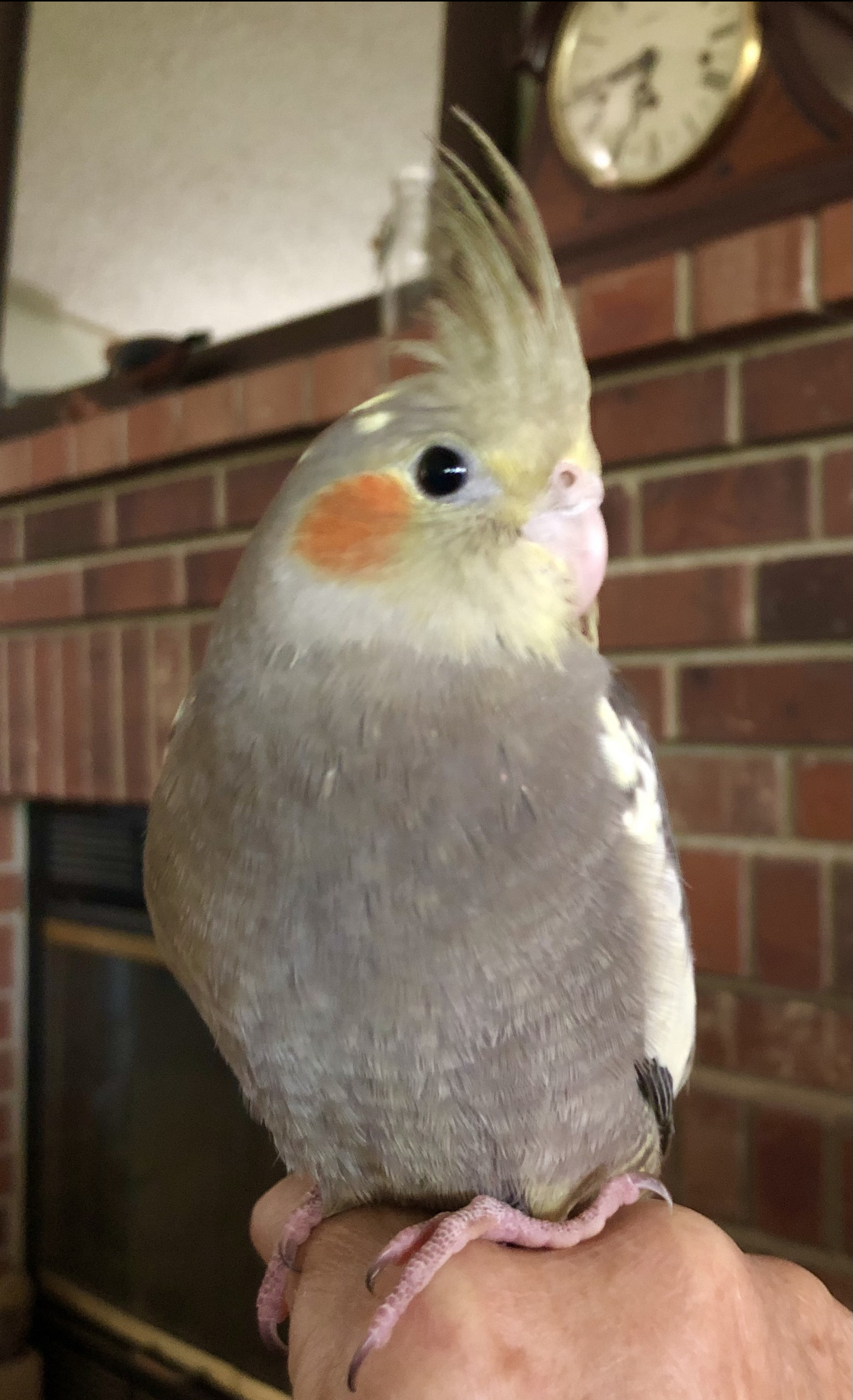 CA Bakersfield, Cockatiel “Cosmo” Dec 22, 2021