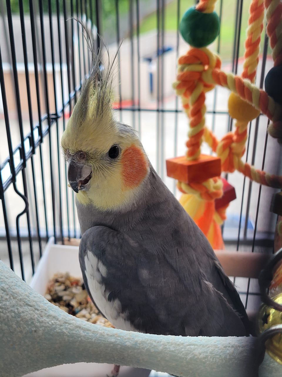 USA TX Conroe, Cockatiel normal Grey, Orlando, March 22