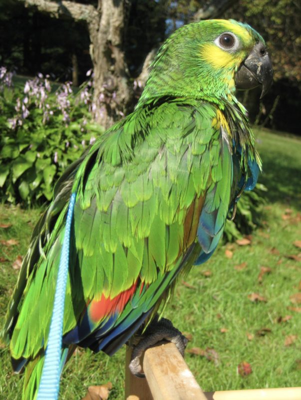 USA ILLINOIS, WHEELING, Blue Fronted Amazon, April 6 2022