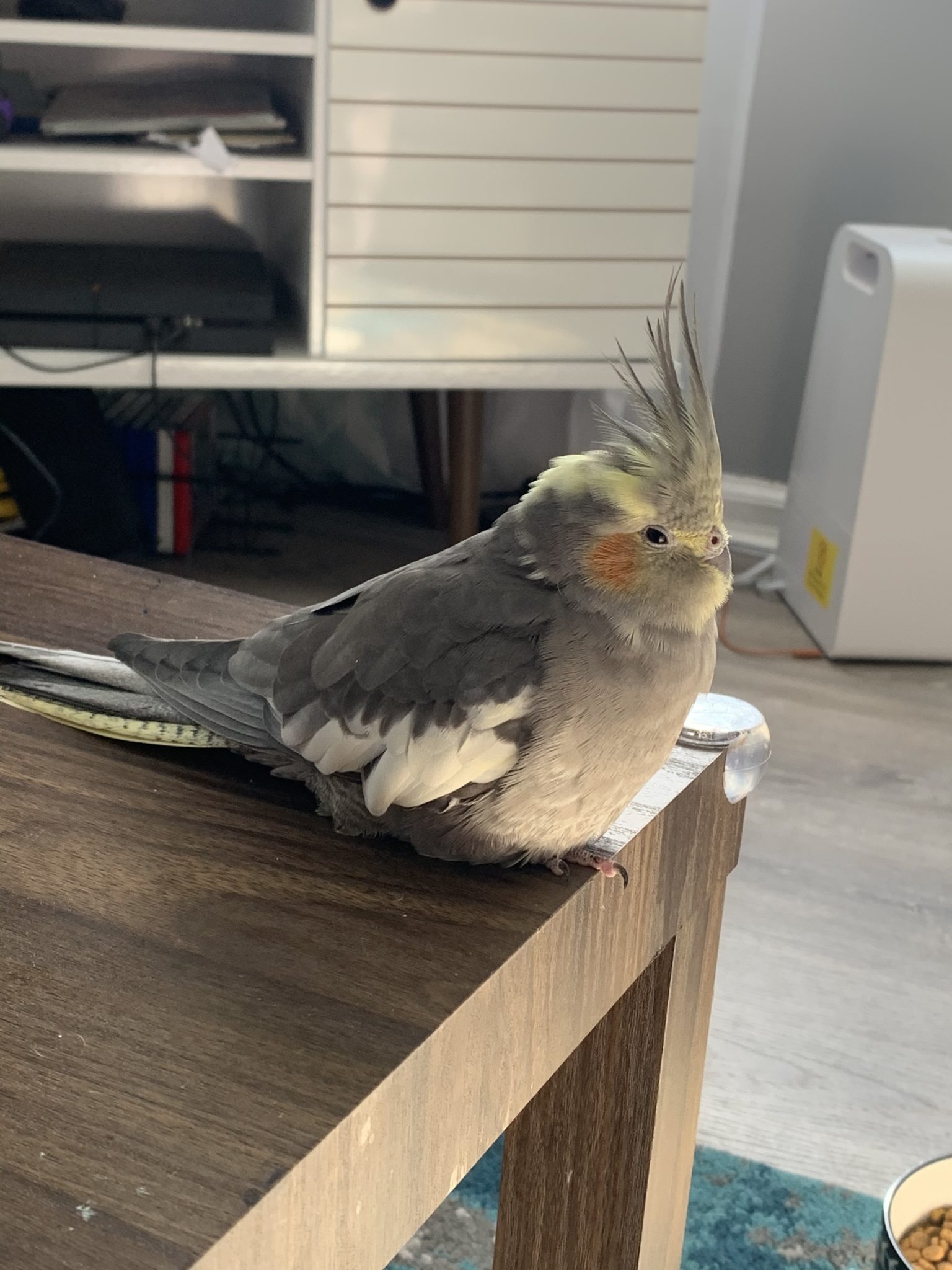 USA CT New Britain, Cockatiel normal Grey, Apr 22-22