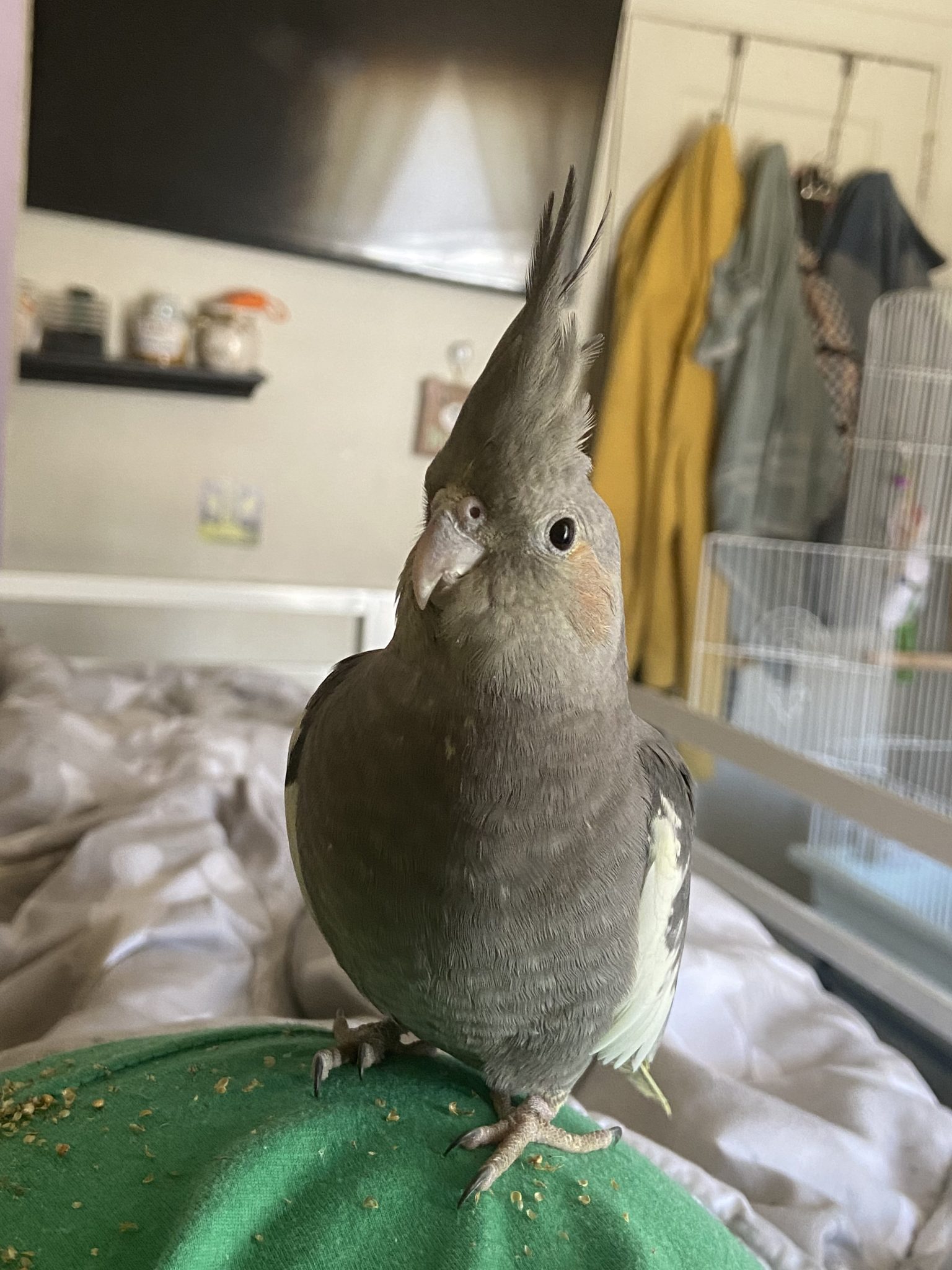 USA MD Dundalk, normal gray cockatiel ‘ Mina’ May 13,2022