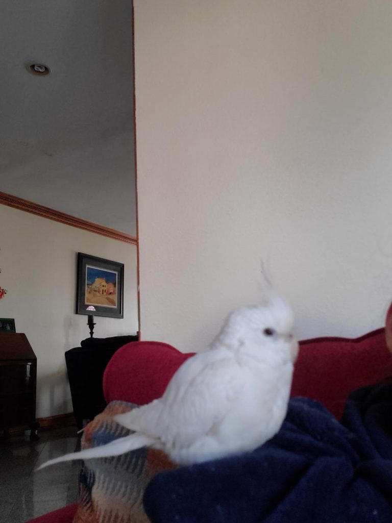 USA CA DUARTE ALBINO COCKATIEL “CHARLIE” MAY 28 2022 MISSING VERY ...