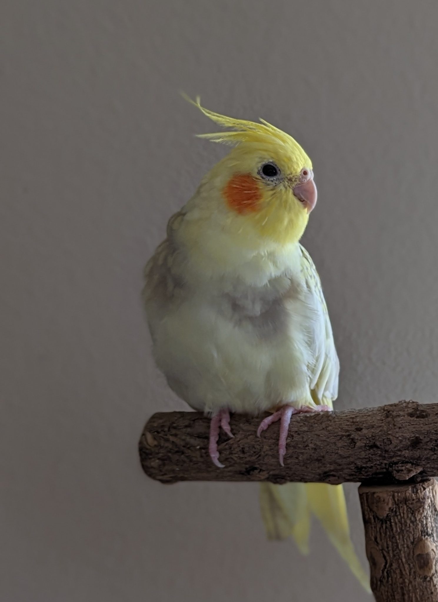 Cockatiel Yellow Pearl ‘Coco’ Missing at San Diego 92130 Area on May-30 ...