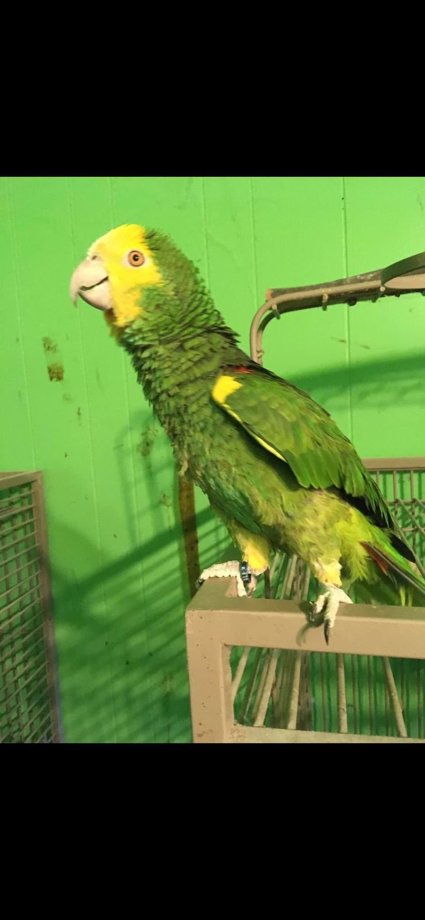 Usa Waymart PA Yellow shoulder amazon. Sprinkles 6/10/22