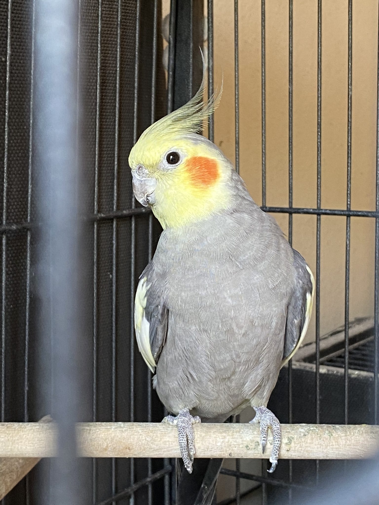 USA TEXAS FORT WORTH, Cockatiel (Buddy) List May 27-2022