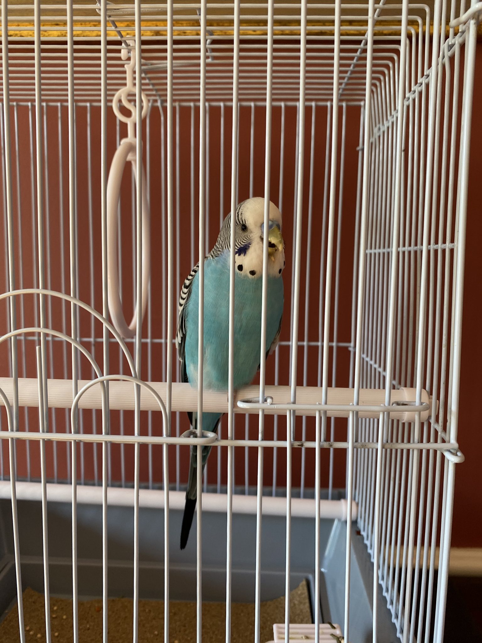 MA, Georgetown, Budgie, Turquoise Jun 16, 2022