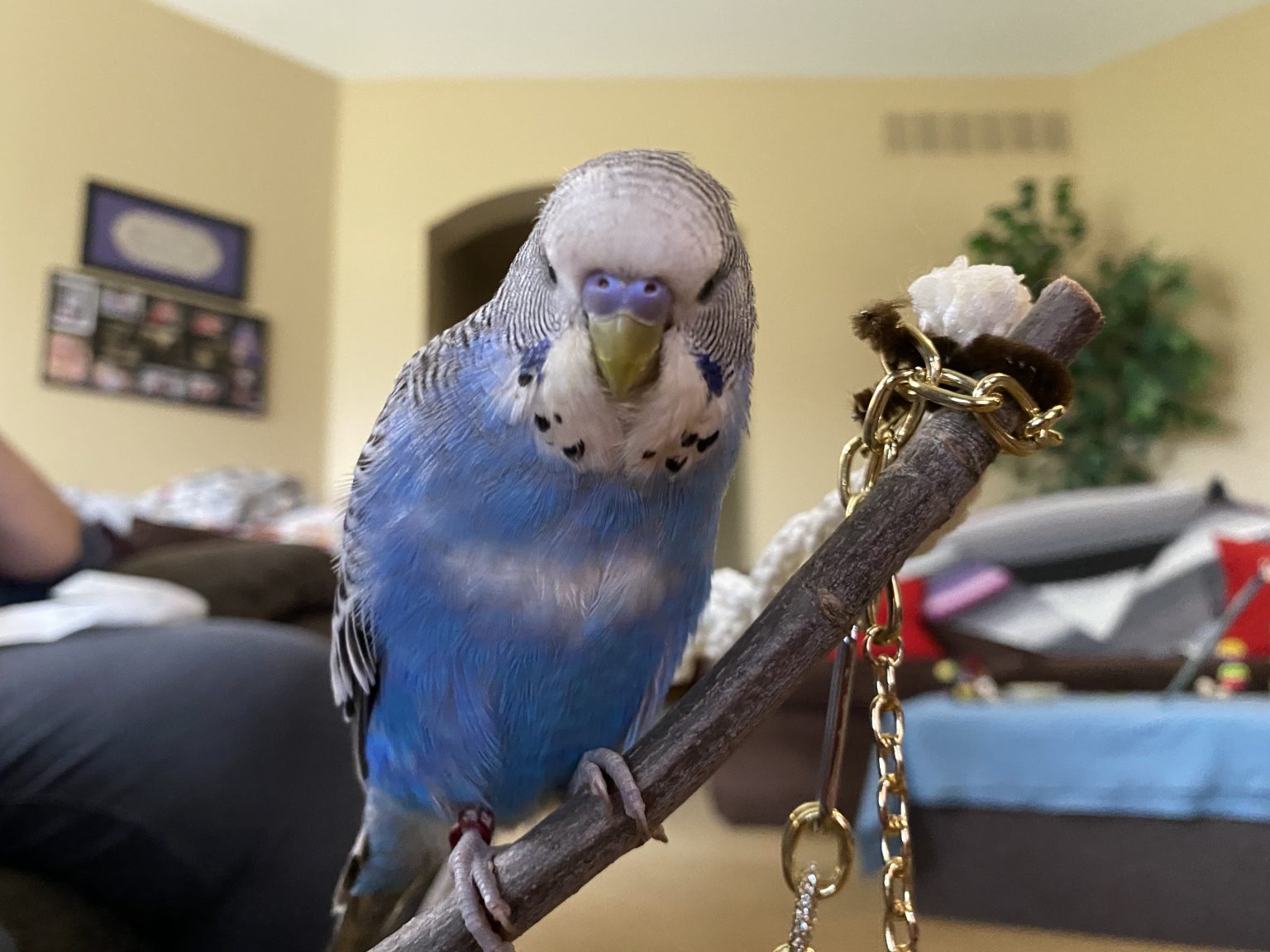 My parents’ parakeet flew out their back door and is currently lost ...