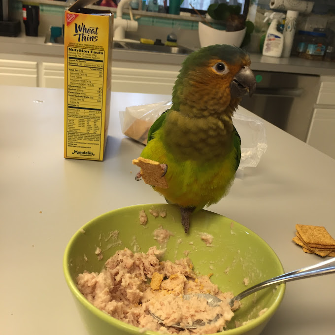 FL, Tampa, St. Thomas/ Brown Throated Conure, “Mate” June 1, 2022