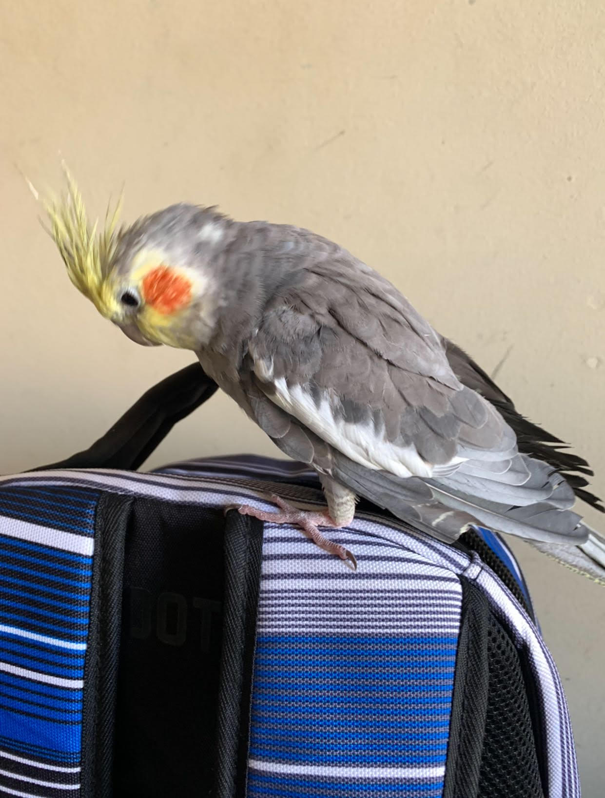 Canada, Ontario, Aurora, Normal Grey Cockatiel, “Fei Fei”, June 9th, 2022