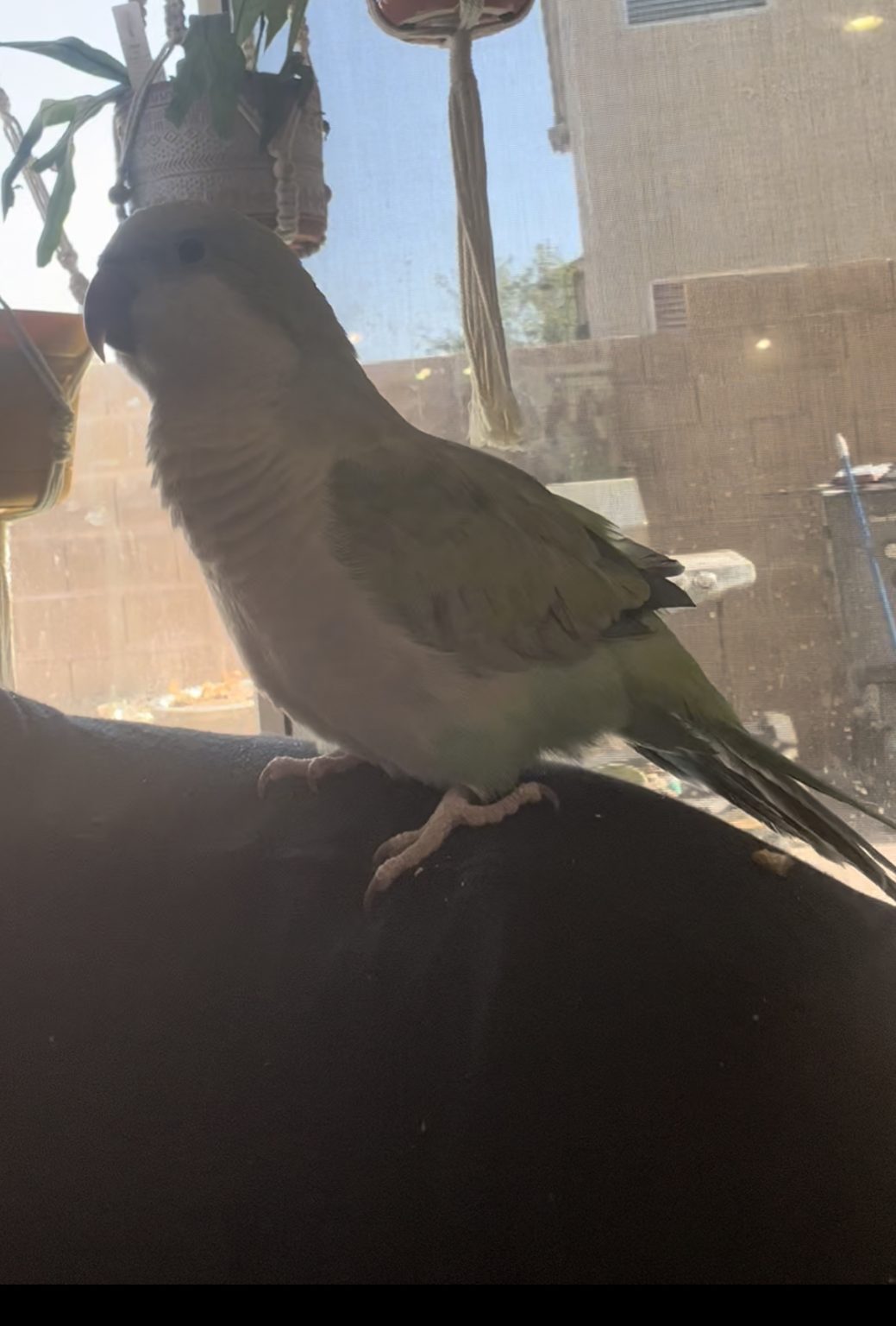 USA Las Vegas Nevada, Light green Quaker Parrot, “Pirate” Aug 27 2022