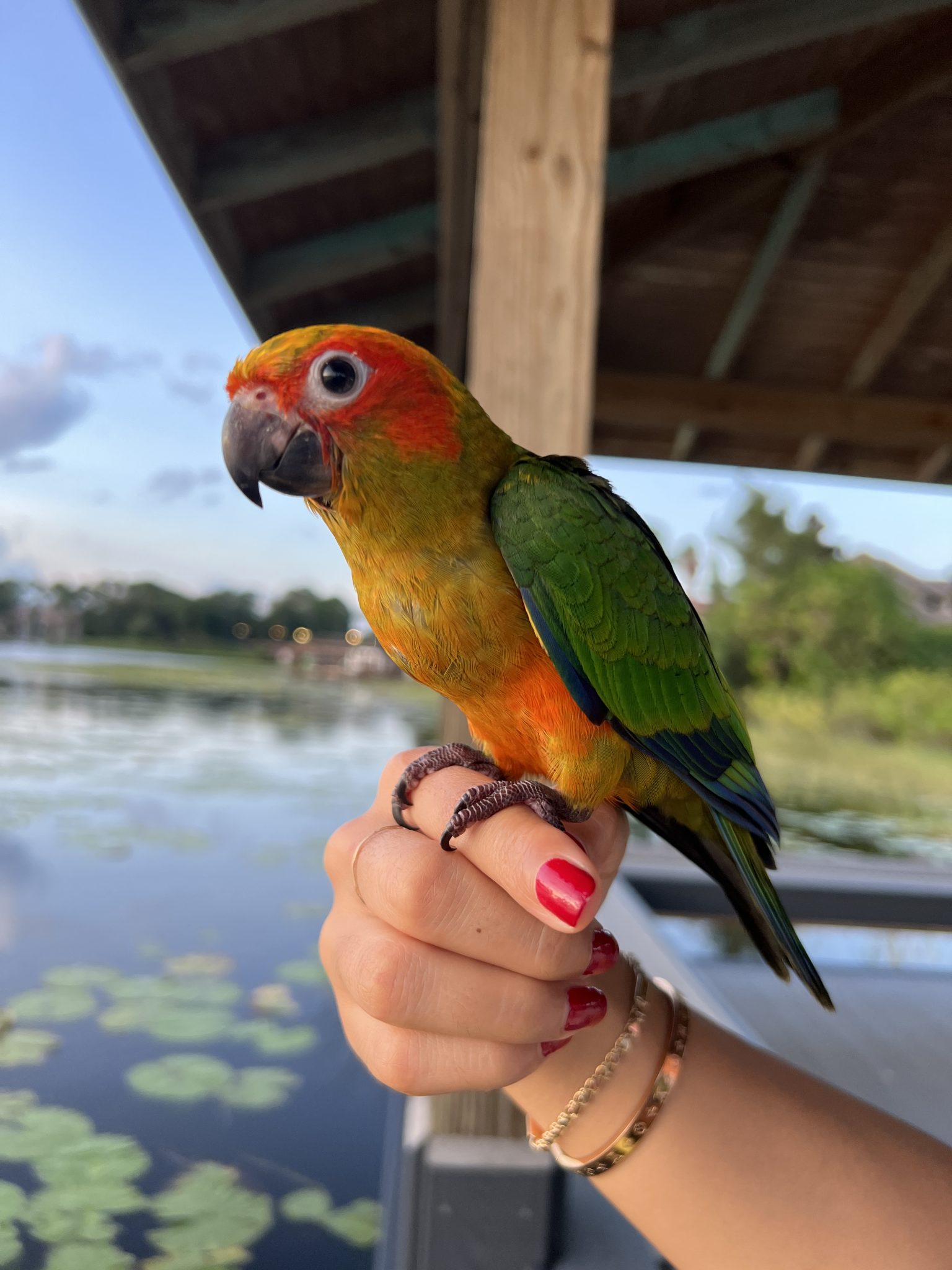 USA FL Orlando, Sun Conure ‘Mangu’ Aug 6, 2022