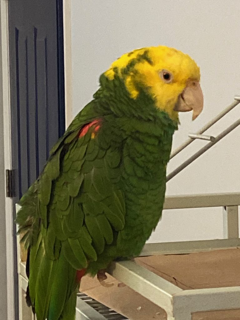 USA FL Palm Beach Gardens, Double Yellow Headed Amazon ‘Harpo’ July 31-22