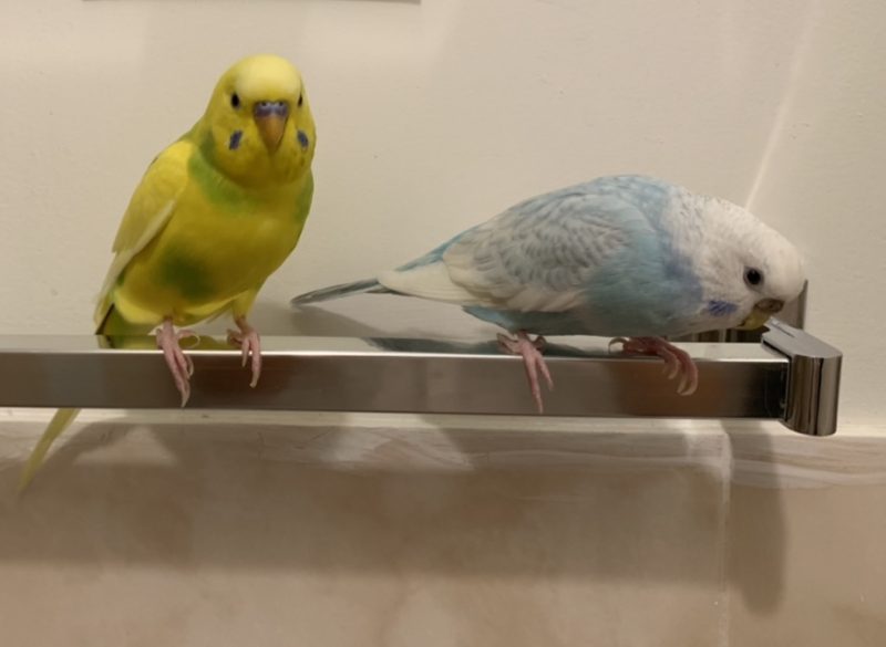 Two Parakeets Aug 15, 2022