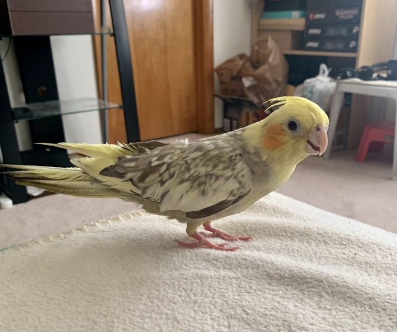UPDATE: REUNITED! On august 26, 2022, my pet cockatiel flew back to my ...