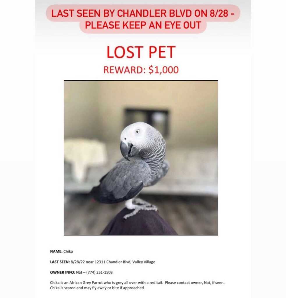 UPDATE: REUNITED! USA CA Valley Village, African Grey, Lost 28 Aug 2022