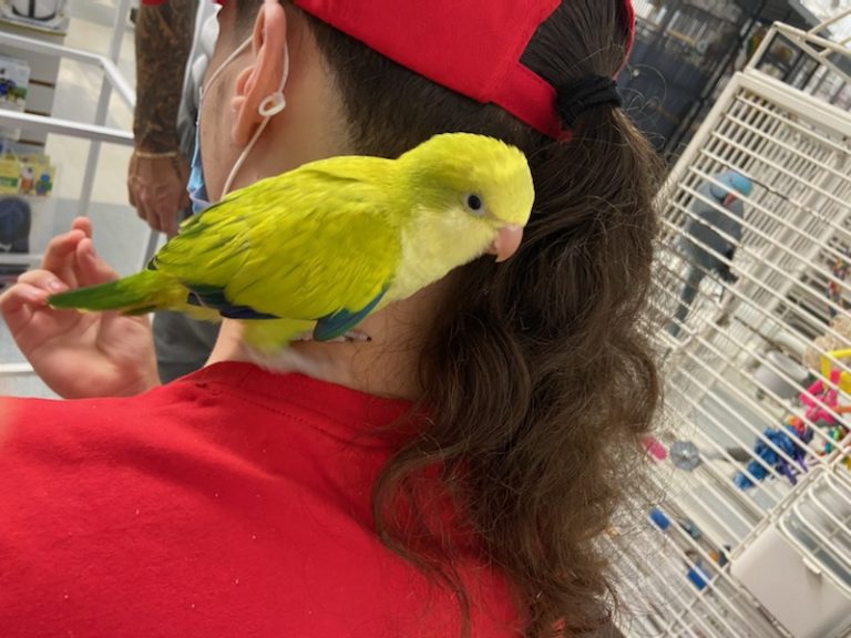 USA Cleveland Ohio , Quaker parrot light green ‘kiwis’ August 28-2022