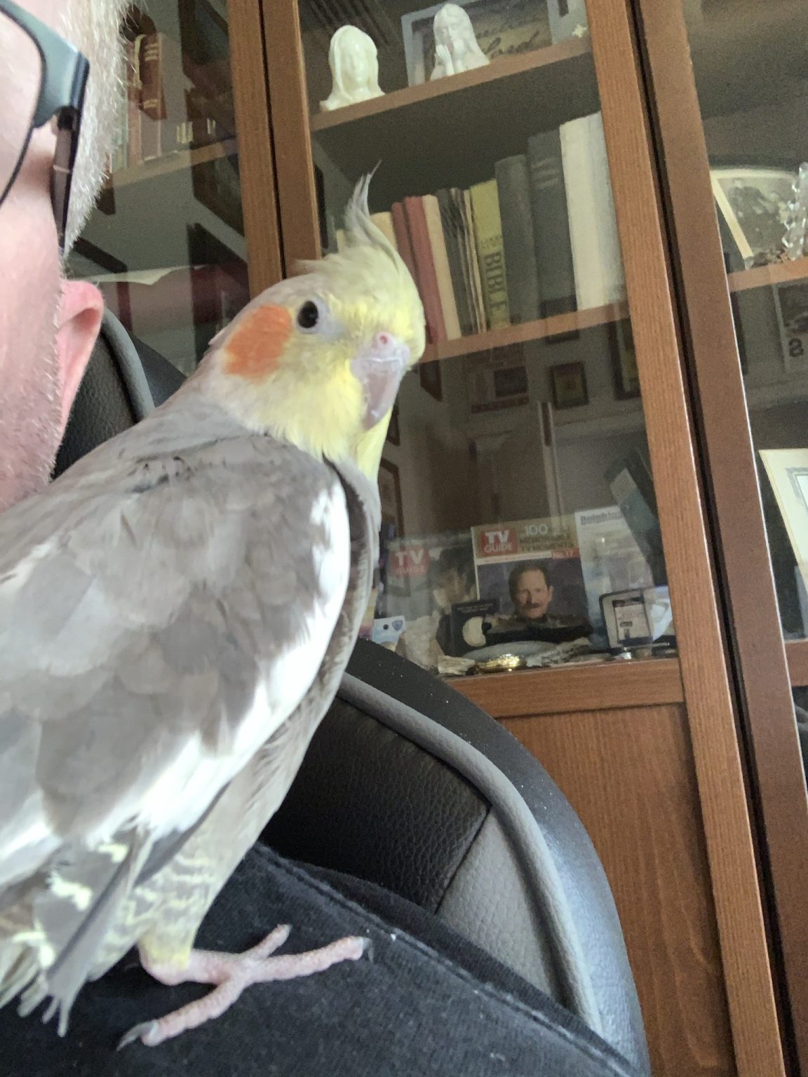Cockatiel- gray, big orange cheeks startled and flew away out an open ...