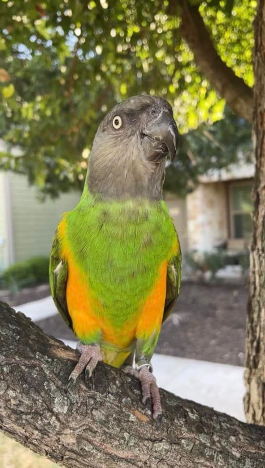 USA TX AUSTIN, African Senegal Parrot “Nala’ Sept 1 2022
