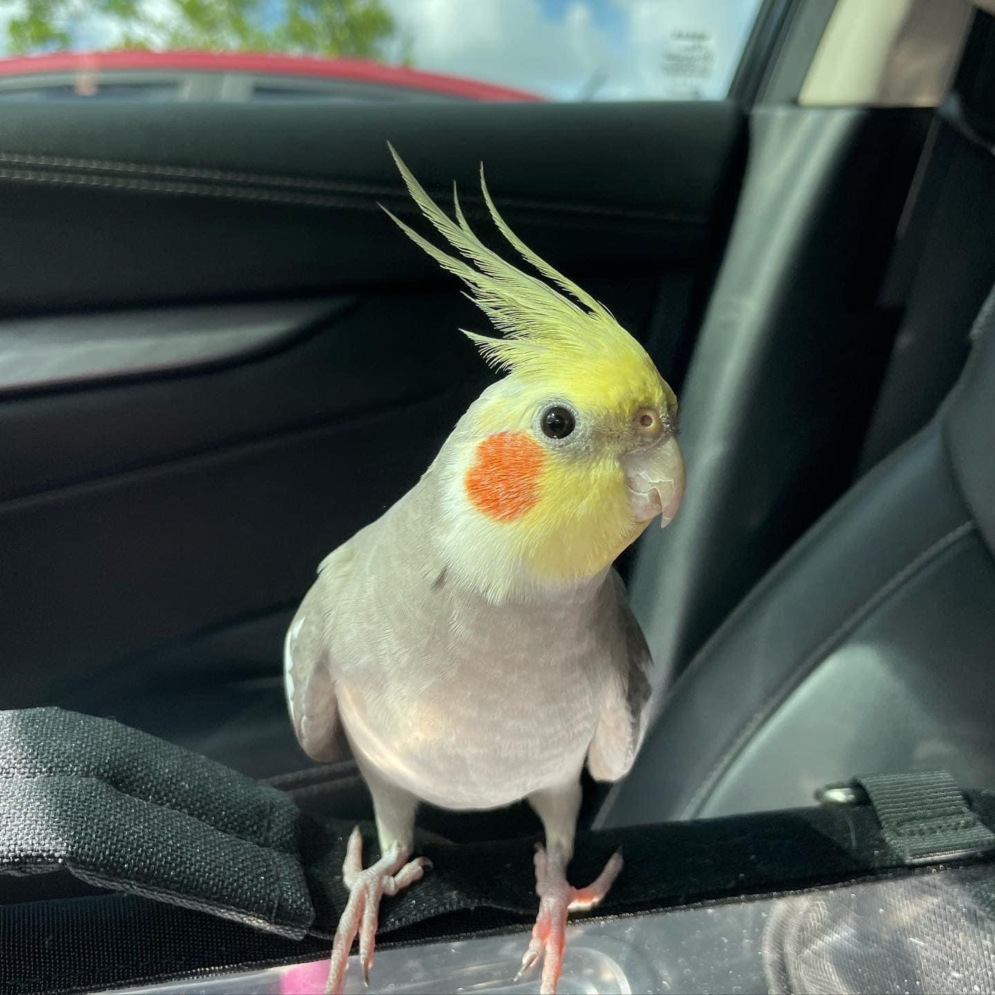 Male cockatiel missing – YELLOW HEAD ORANGE CHEEKS GRAY AND WHITE BODY