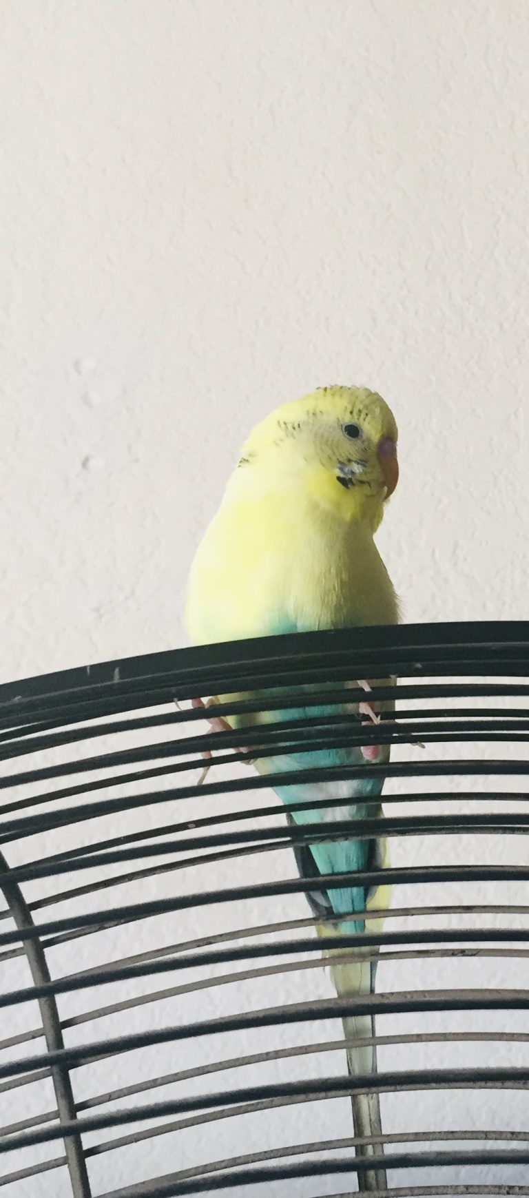 Yellow and cyan parakeet with black eyes