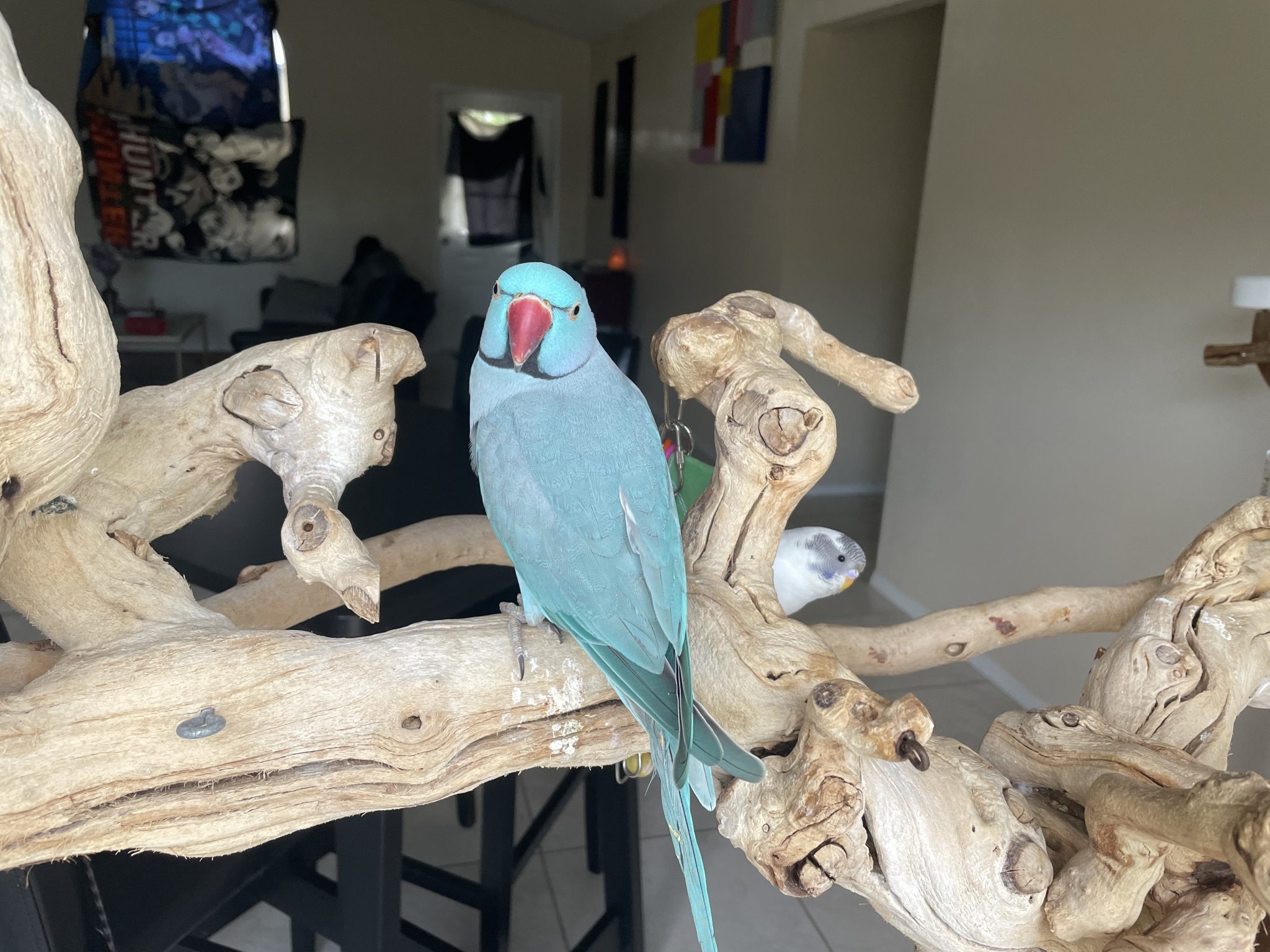 Blue Indian RINGNECK Parakeet “Happy” September 2nd 2022