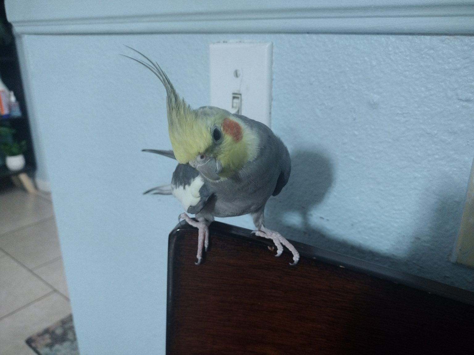 Moreno Valley CA Cockatiel ‘Inko’ lost on 9/9/2022