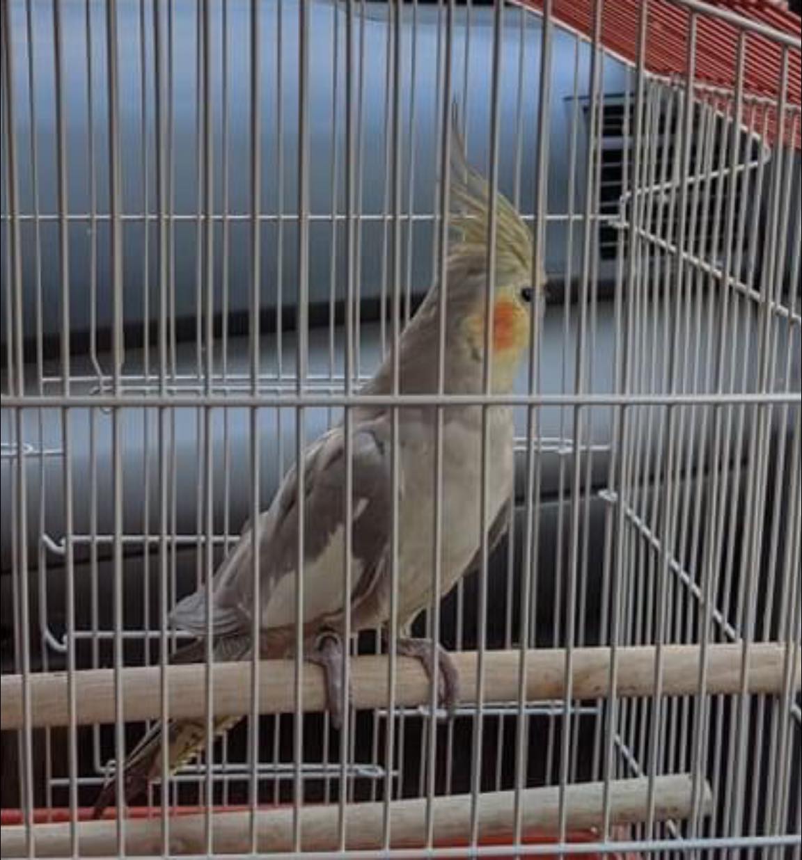 VA Manassas, Cockatiel Yellow faced ‘Isabelle’ Oct 1st 2022