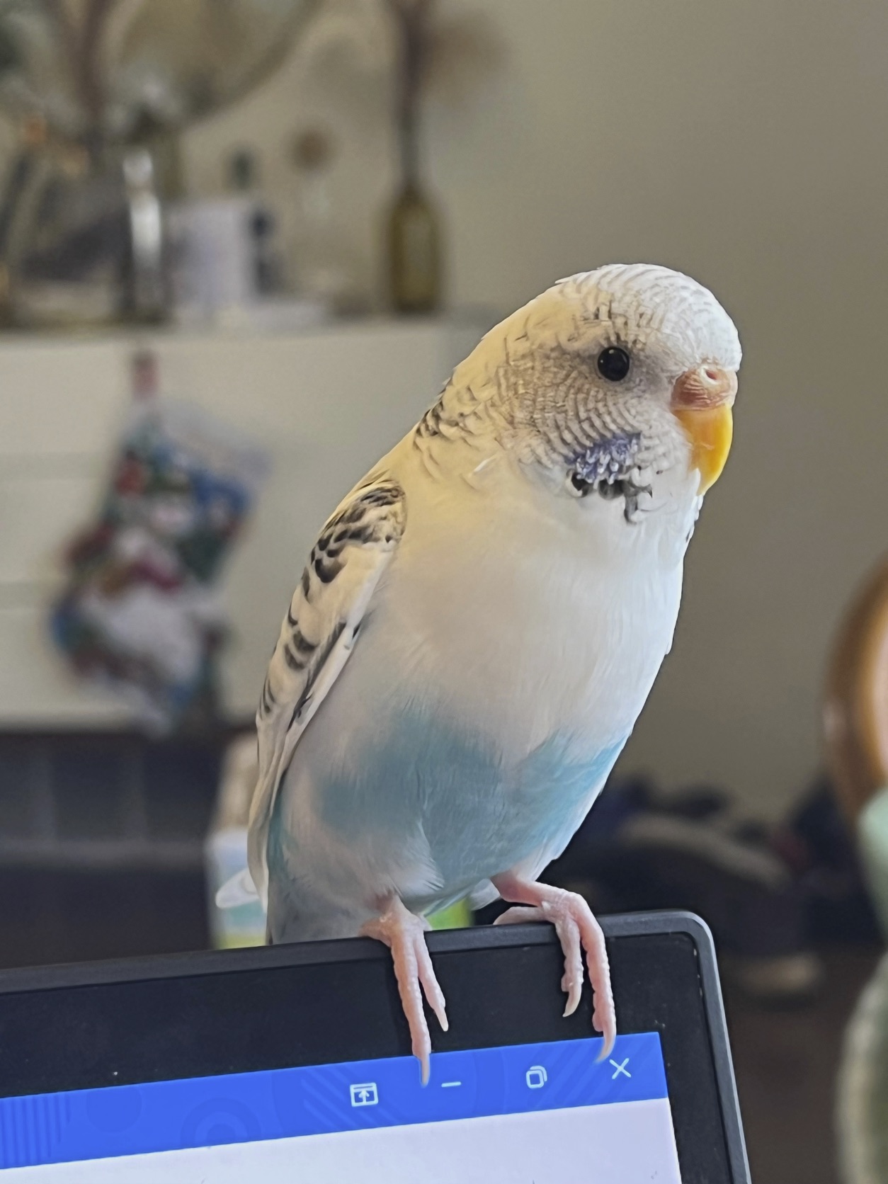 IL, Evanston, Parakeet “Blueberry” Oct 7, 2022