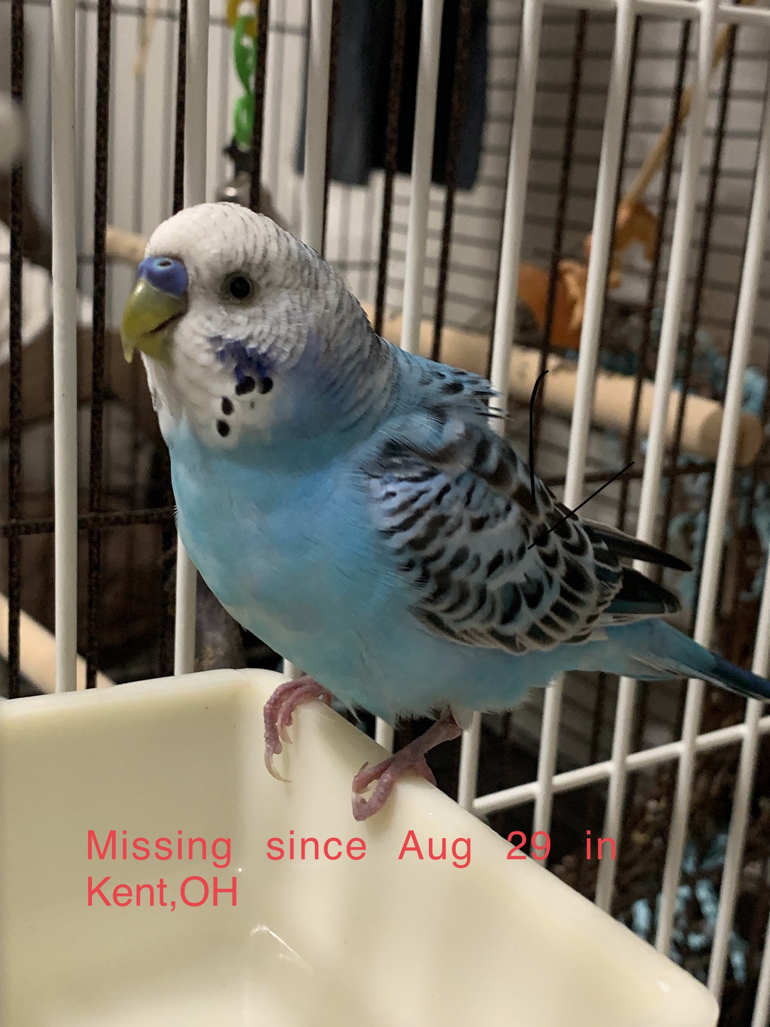 Kent,OH blue parakeet/ budgie aug 28 2022