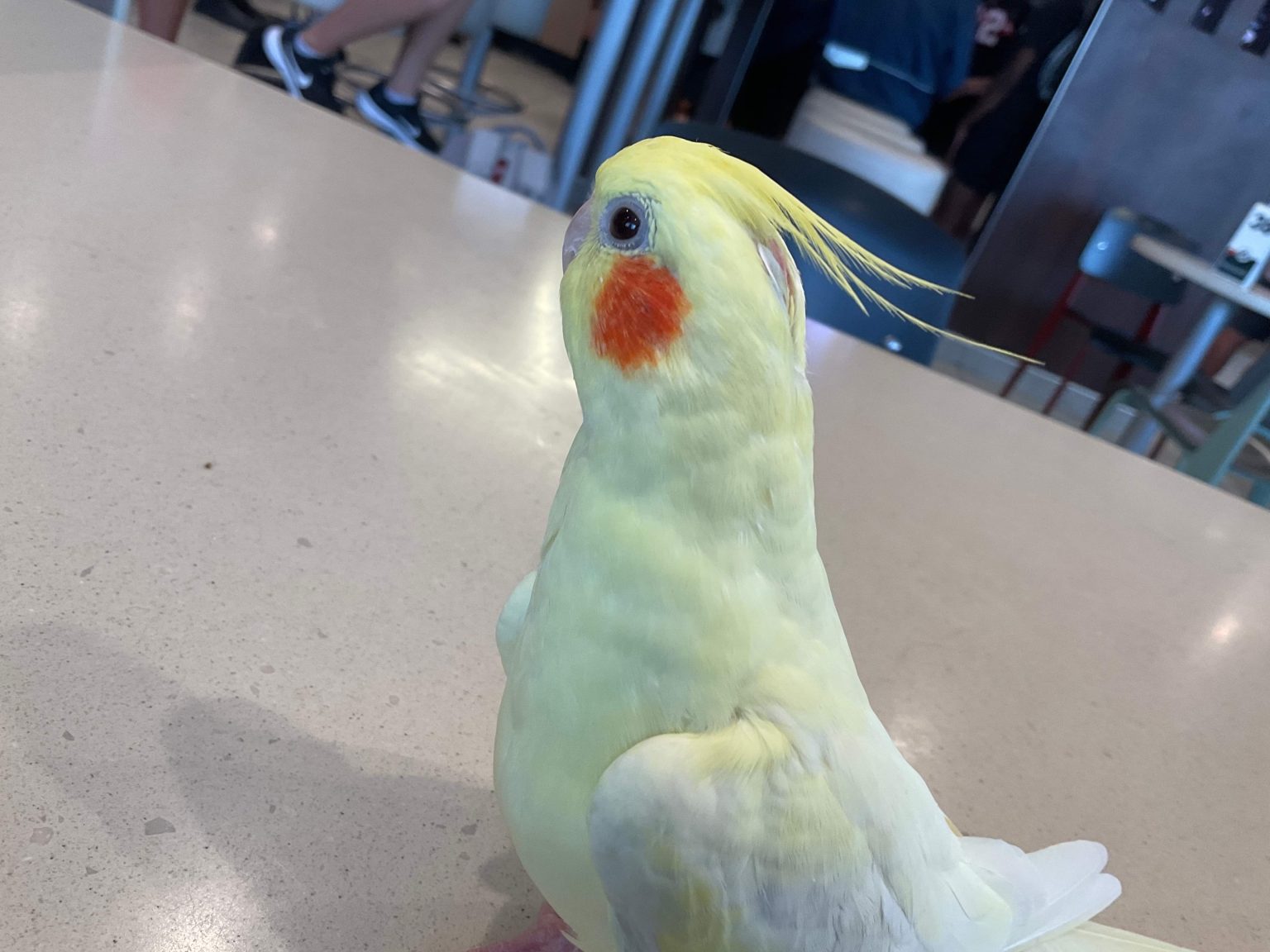 Celebration, FL, Clear Pied Cockatiel (all yellow male) “Pika” Oct 20-2022