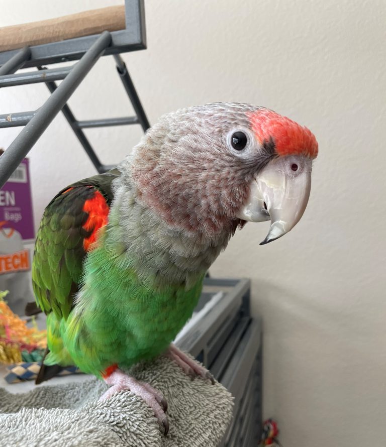 Huntington Beach, CA, Cape Parrot “Kona”, Oct 25, 2022