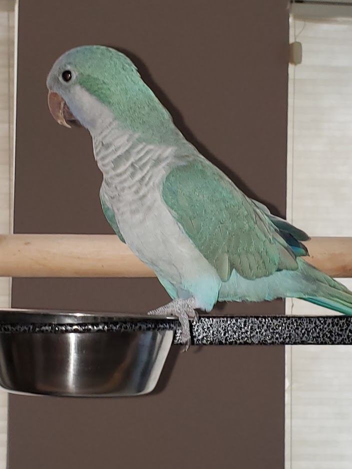 USA Maryland Blue Quaker Parrot “Blue” Sept 27 2022