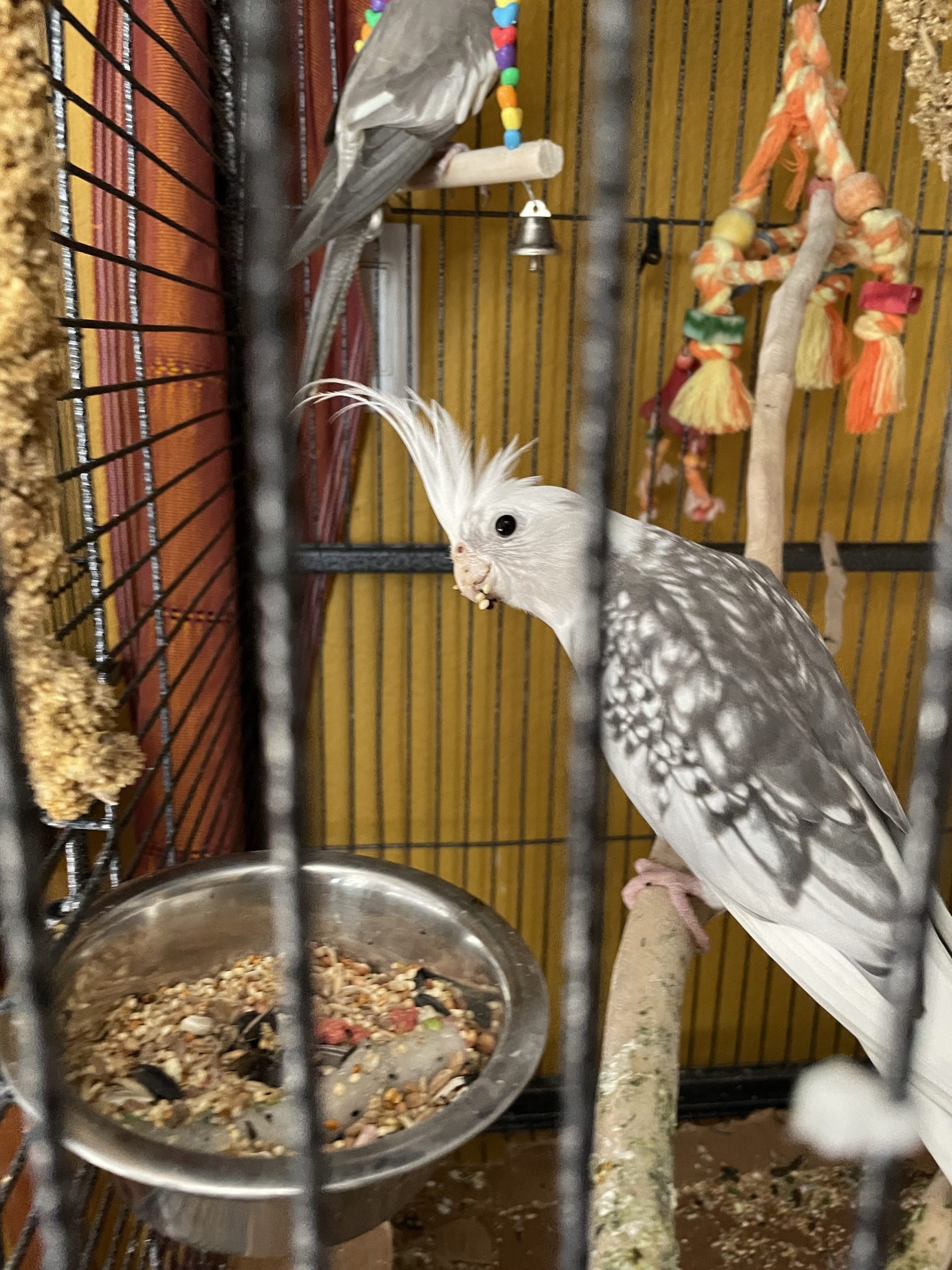 CA, Chula Vista, White and Gray Pearl Cockatiel, “Dolce” October 1 2022