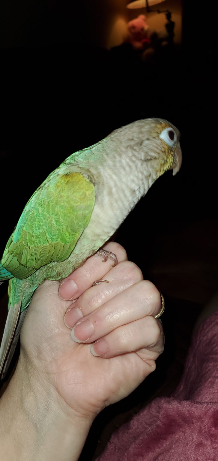 cinnamon turquoise green cheek conure